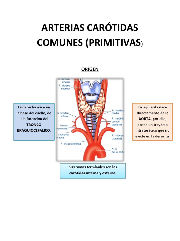 ARTERIAS CARÓTIDAS COMUNES | Arteria carótida común | Anatomia animal ...