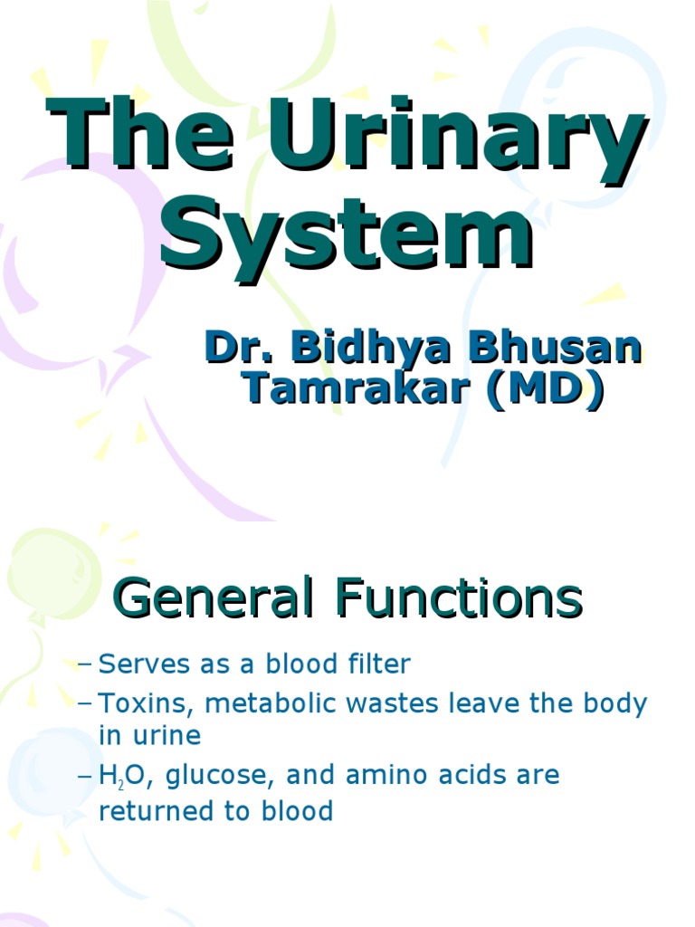 Anatomy and Physiology of Urinary System | PDF | Kidney | Urinary Bladder