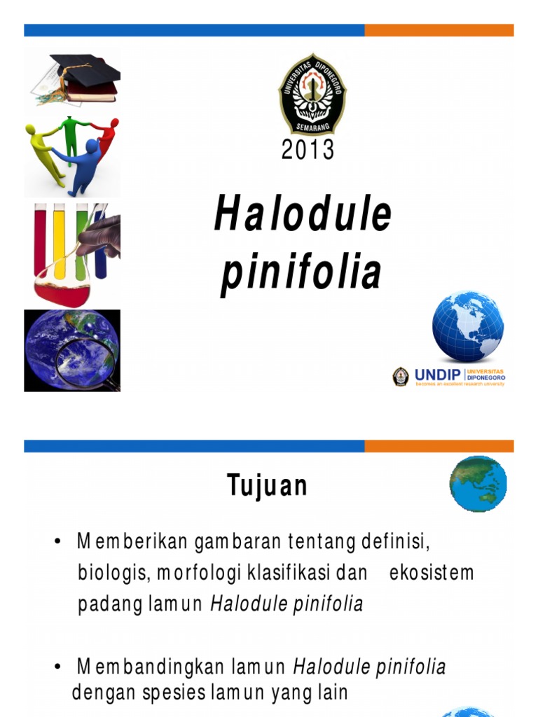 Halodule Pinifolia) | PDF