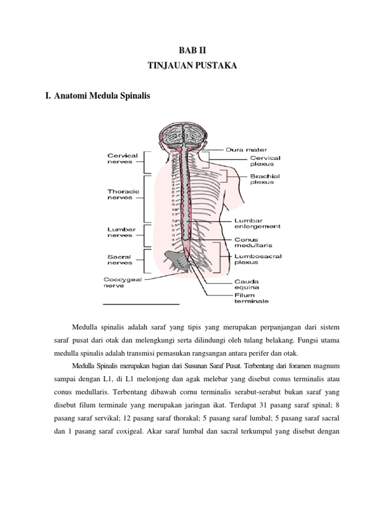 Anatomi Medulla Spinalis
