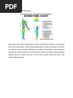 Dermatom | PDF