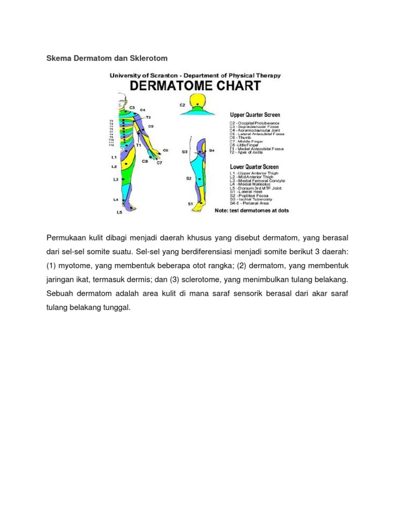 Skema Dermatom Dan Sklerotom | PDF
