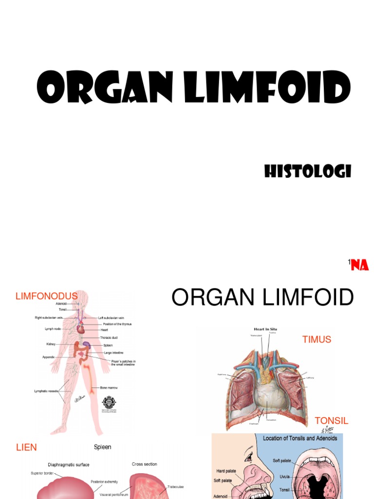 Organ Limfoid: Struktur dan Fungsi | PDF