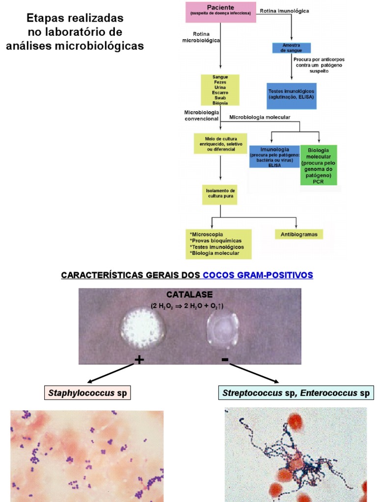 Staphylococcus e Streptococcus | PDF | Estafilococo | Estreptococos