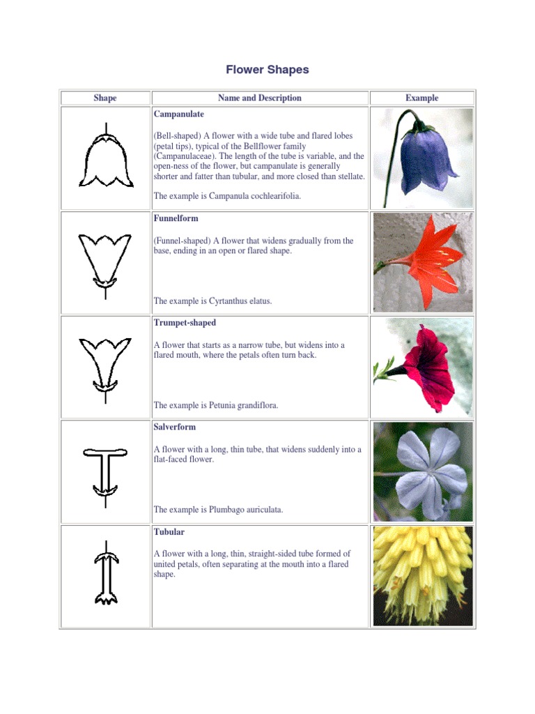 Flower Shapes: Shape Name and Description Example Campanulate ...