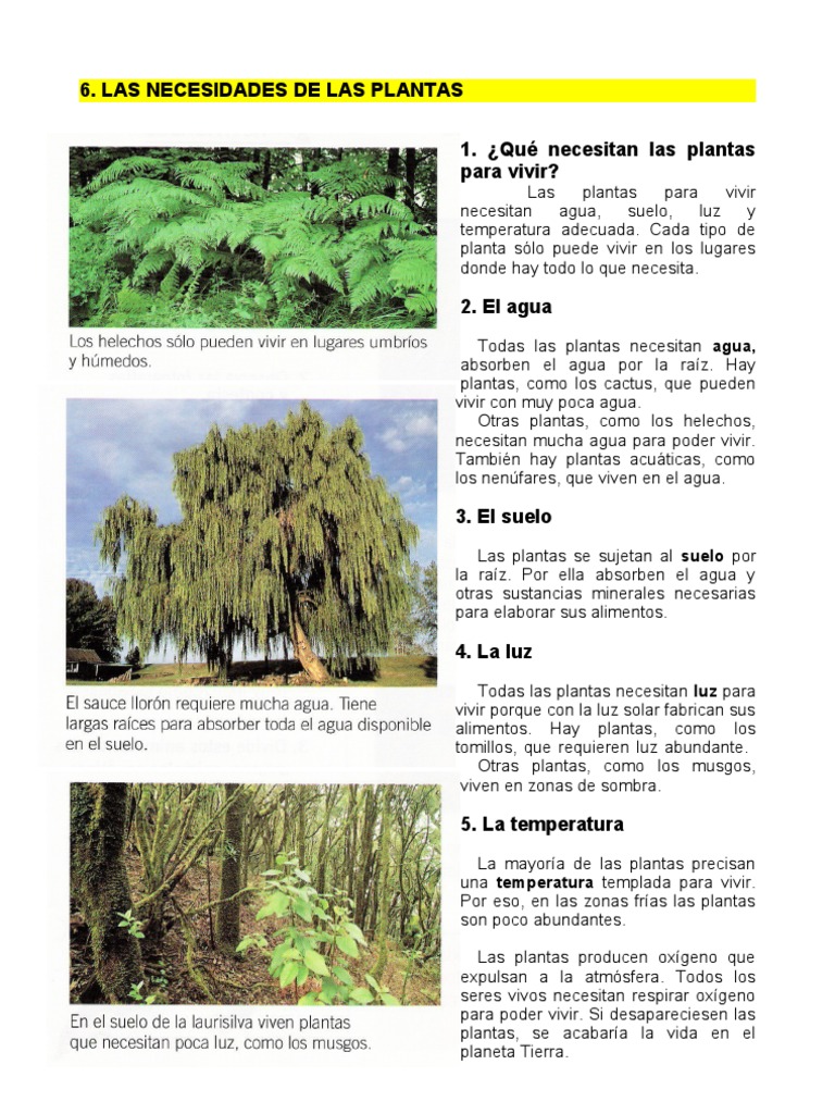 Necesidades Vitales de las Plantas | PDF | Plantas | Raíz