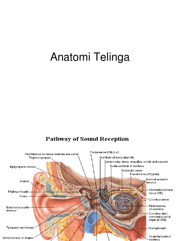 Anatomi Telinga | PDF