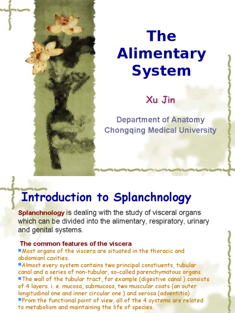 Overview of the Alimentary System | PDF | Human Digestive System ...