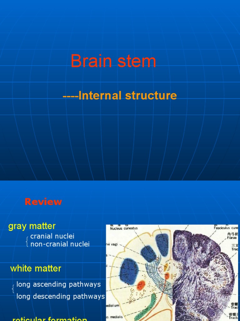 Brain Stem 2nd | PDF | Brainstem | Neuroanatomy
