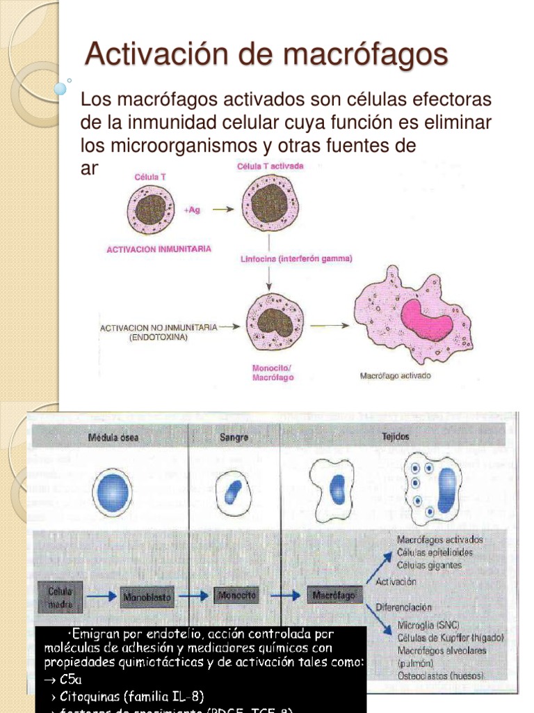 Activación de Macrófagos | PDF