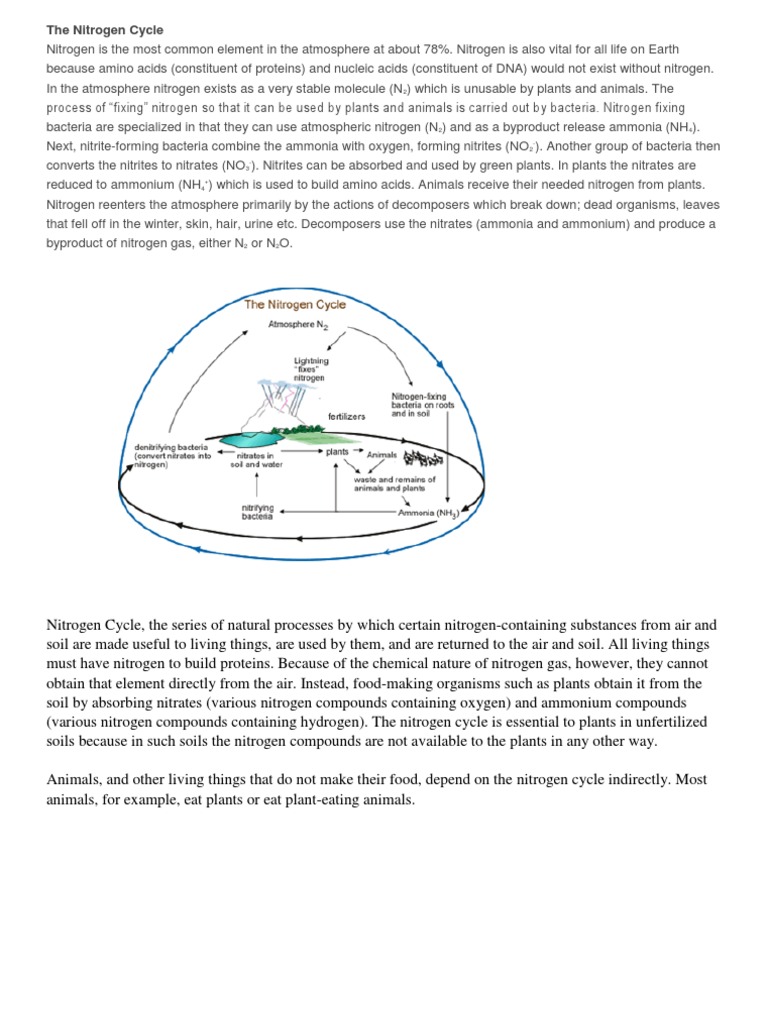 The Nitrogen Cycle New | Download Free PDF | Nitrogen | Nitrate