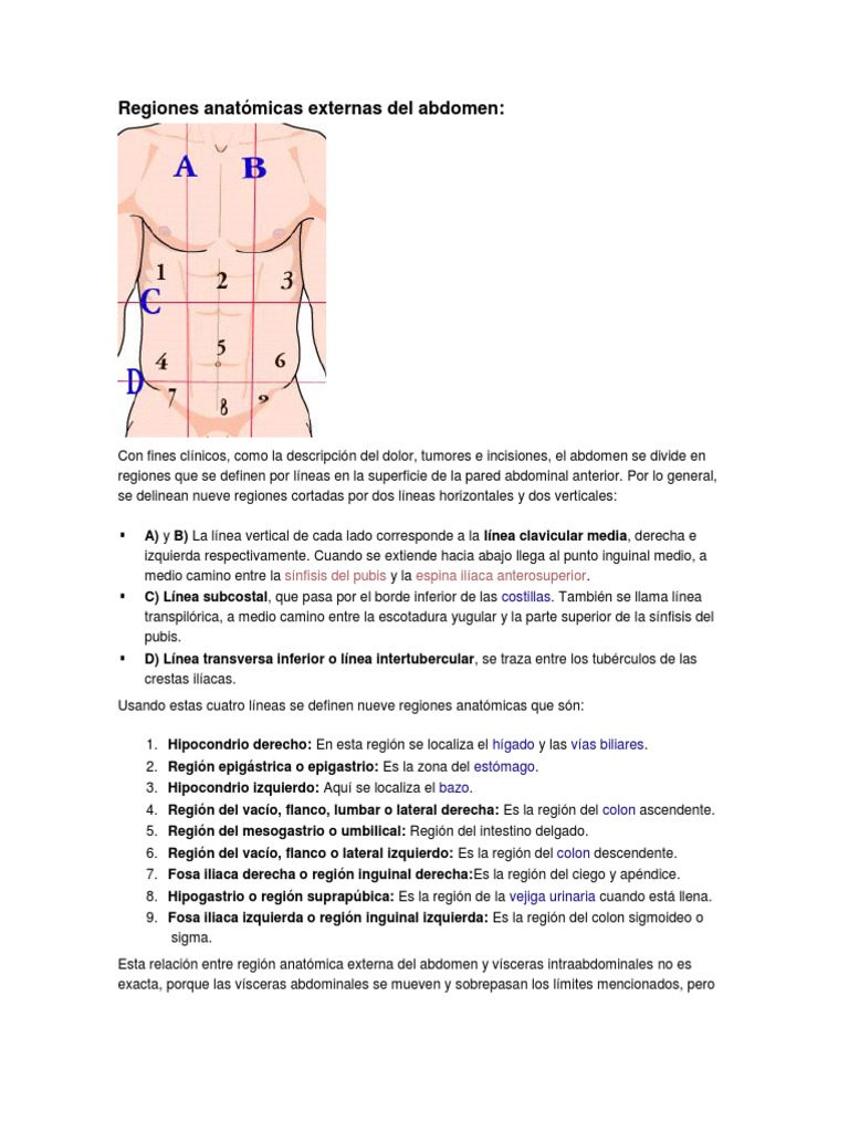 Partes Del Abdomen | PDF