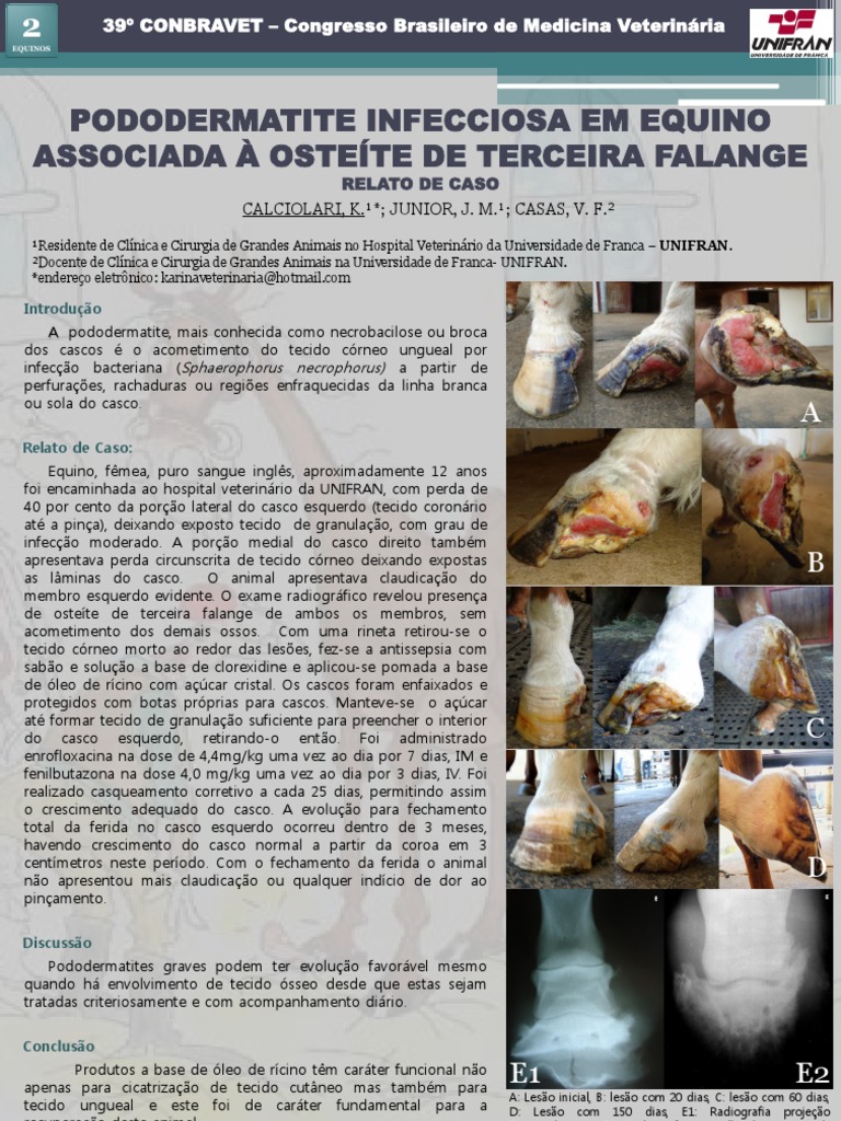 PODODERMATITE INFECCIOSA EM EQUINO ASSOCIADA A OSTEÍTE DE TERCEIRA FALANGE: RELATO DE CASO ...
