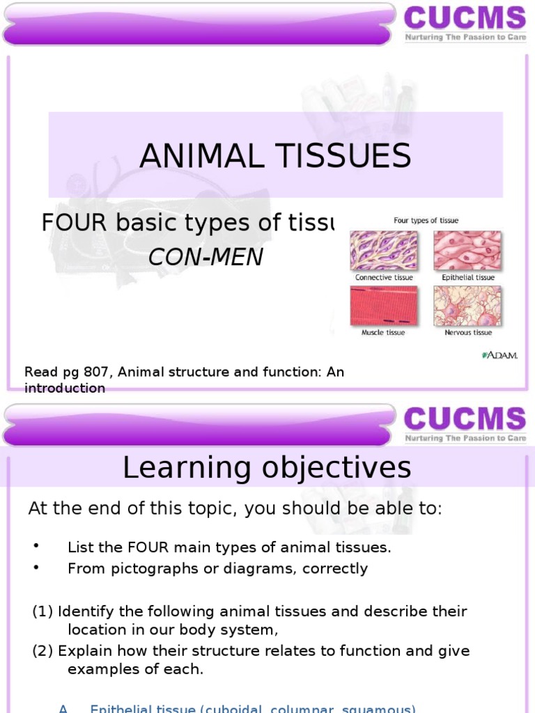 Animal Tissues | PDF | Epithelium | Connective Tissue