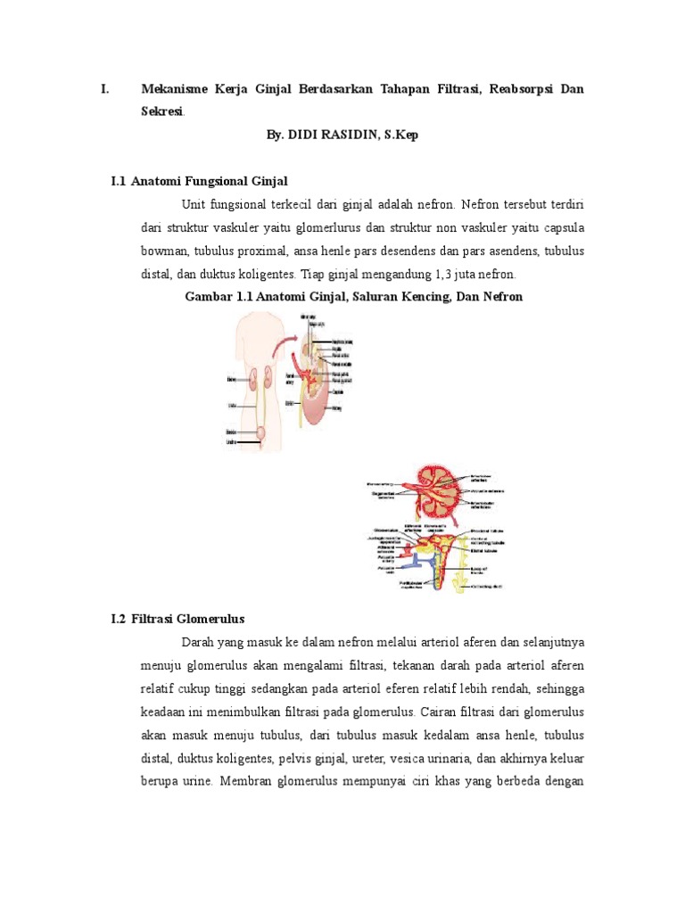Mekanisme Kerja Ginjal | PDF