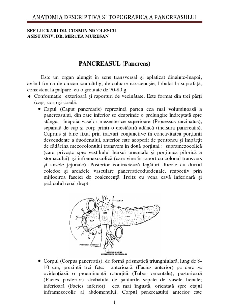 Anatomie Pancreas | PDF