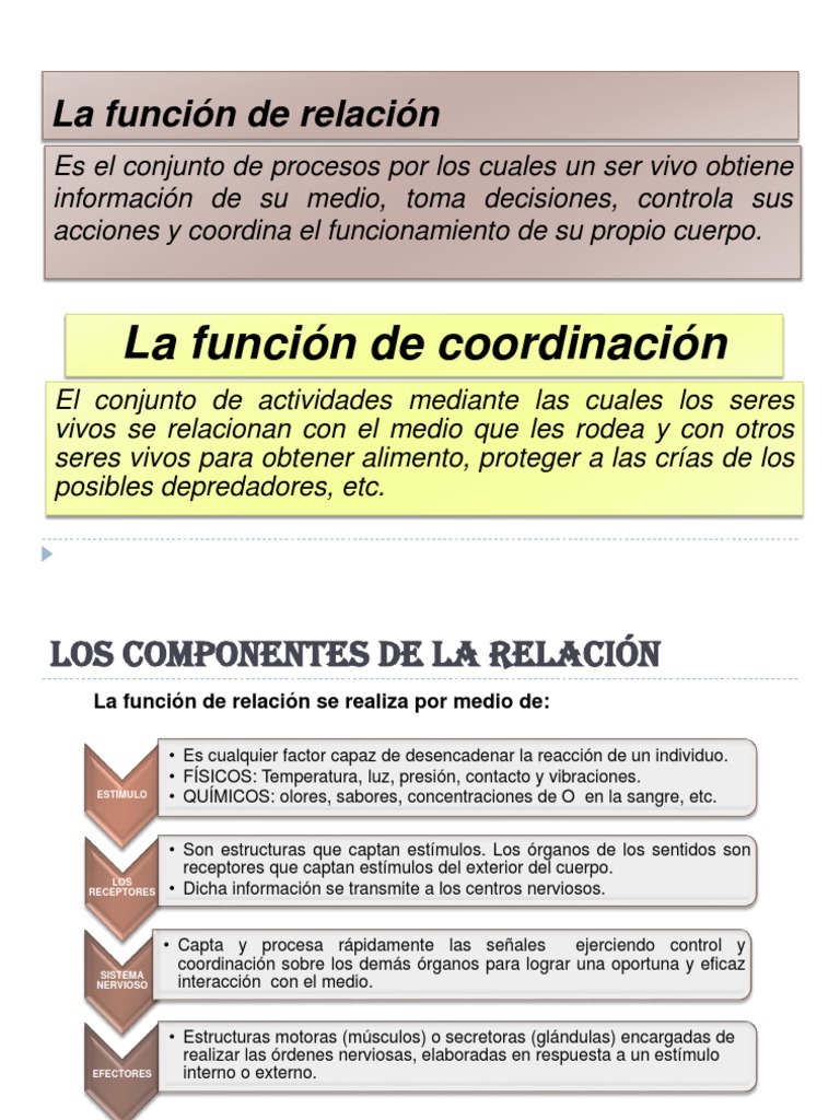 Relación y Coordinación en Los Seres Vivos | PDF | Sinapsis | Hormona