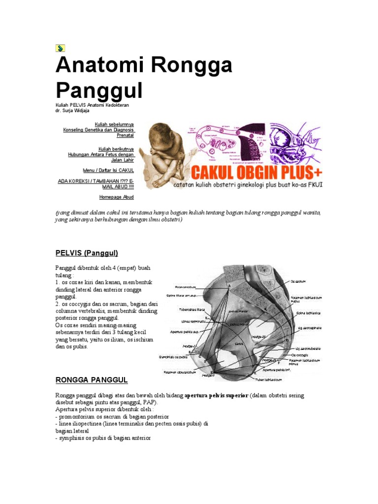 Anatomi Rongga Panggul | PDF