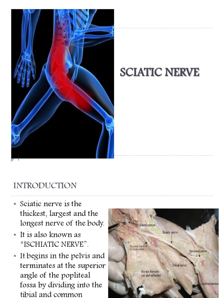 Siatic Nerve | PDF | Musculoskeletal System | Animal Anatomy