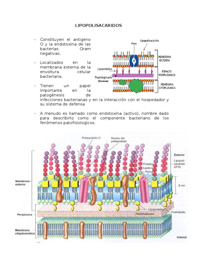 LIPOPOLISACARIDOS | PDF | Biosíntesis | Lipopolisacárido