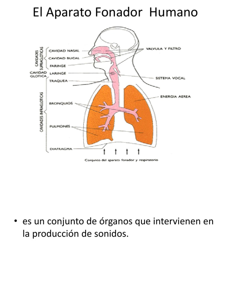 El Aparato Fonador Humano | Otorrinolaringología | Voz humana