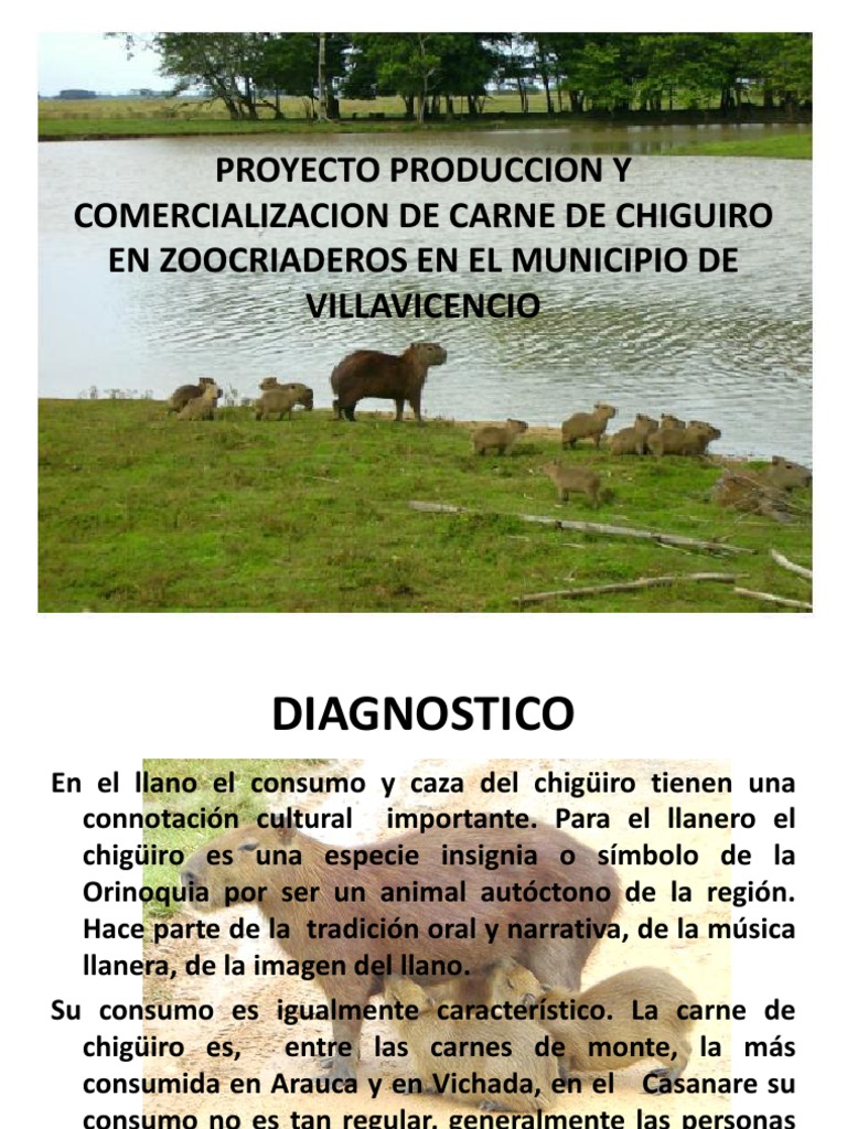 Proyecto Produccion y Comercializacion de Carne de Chiguiro | PDF ...