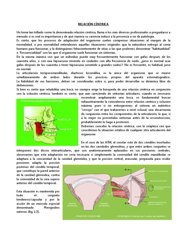 Relación Céntrica | PDF | Músculo | Anatomia animal