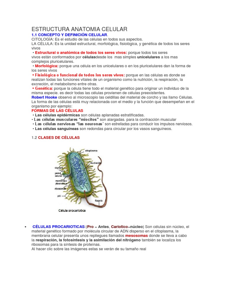 Estructura Anatomia Celular | PDF | Citoplasma | Biología Celular)