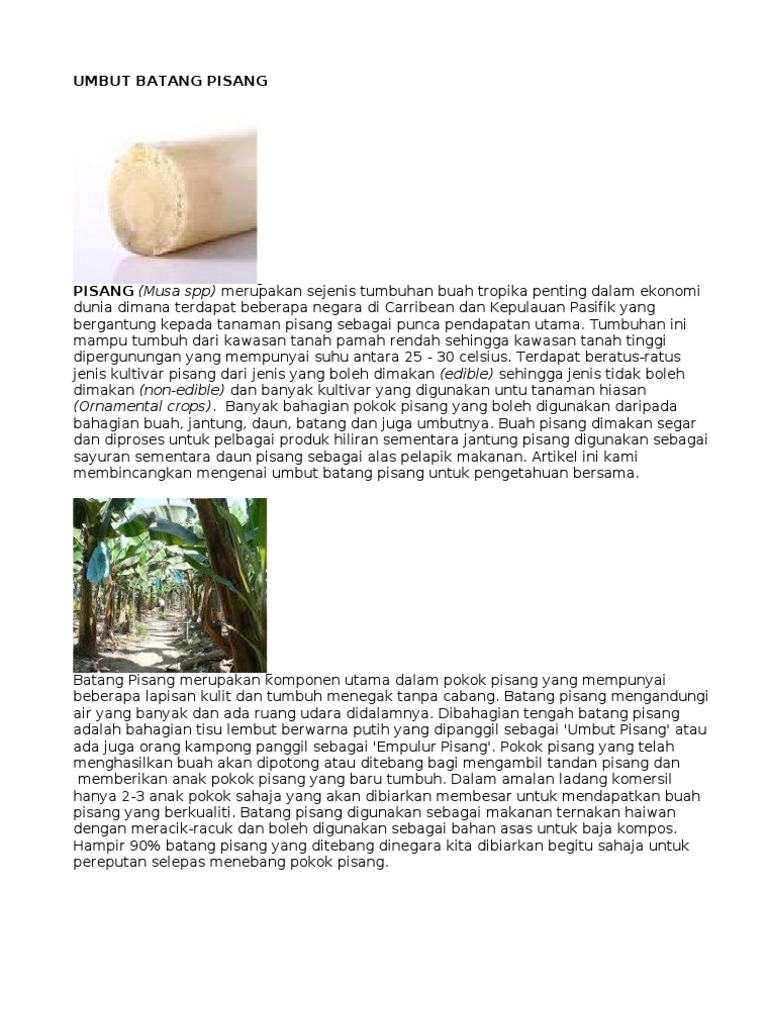 Umbut Batang Pisang | PDF