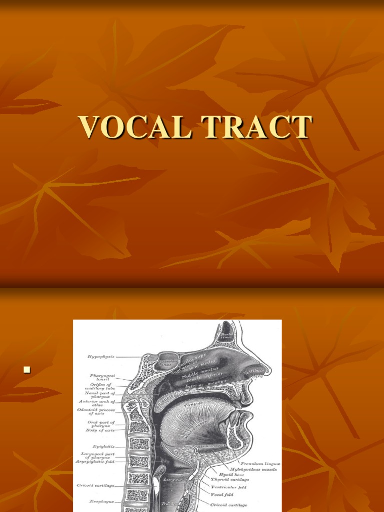 Vocal Tract | PDF | Tongue | Primate Anatomy