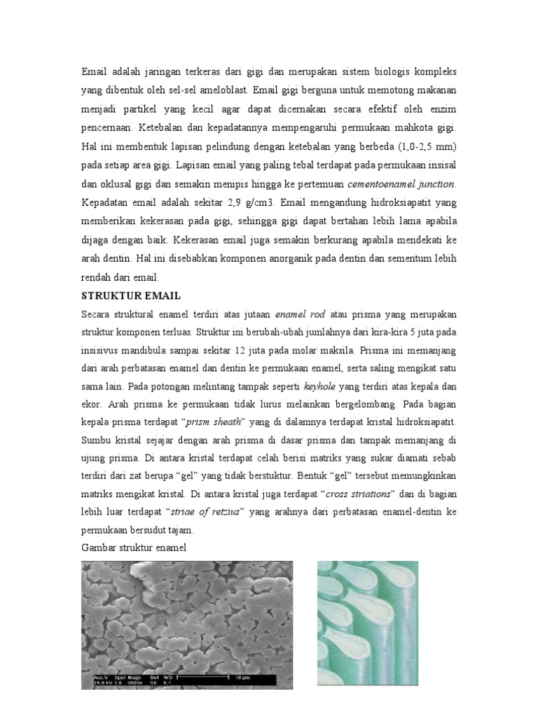 Struktur Enamel | PDF