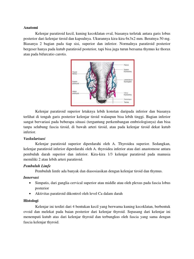 Anatomi PARATIROID