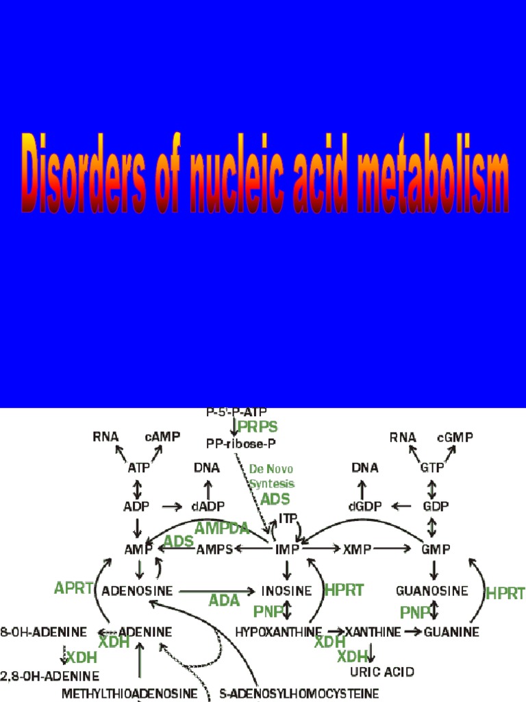 Purine Metabolism Disorders | PDF | Nucleotides | Biosynthesis