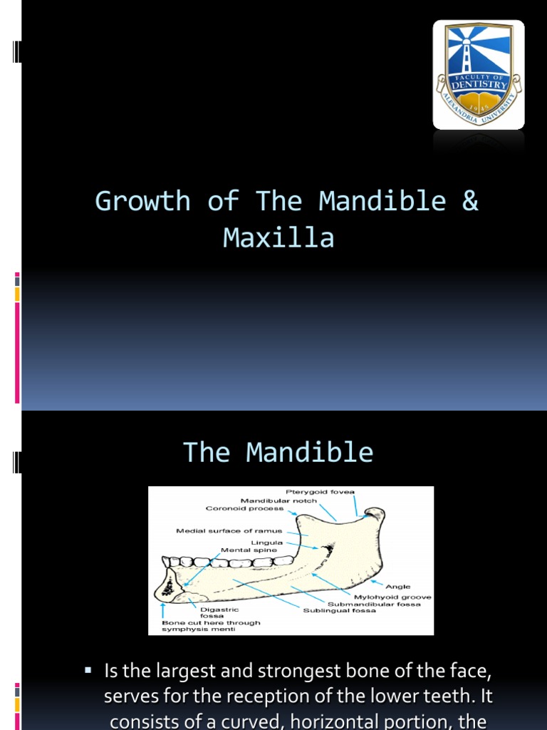 The Growth of The Mandible | PDF | Human Head And Neck | Skeletal System