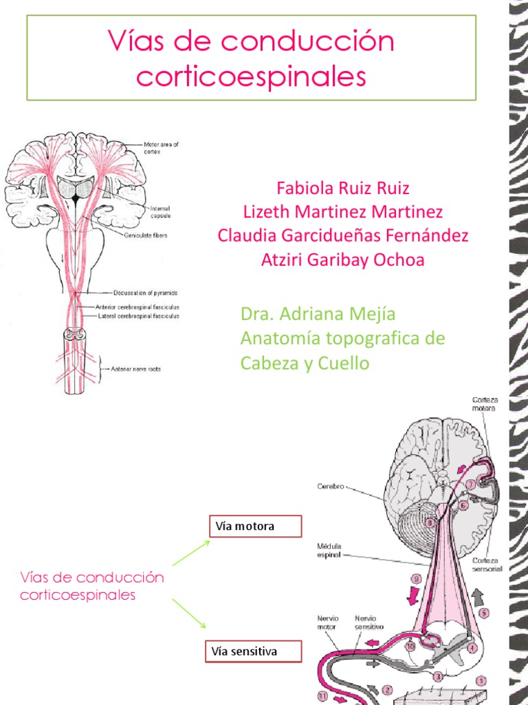 Tractos Corticoespinales y Funciones | PDF | Corteza cerebral | Sistema ...