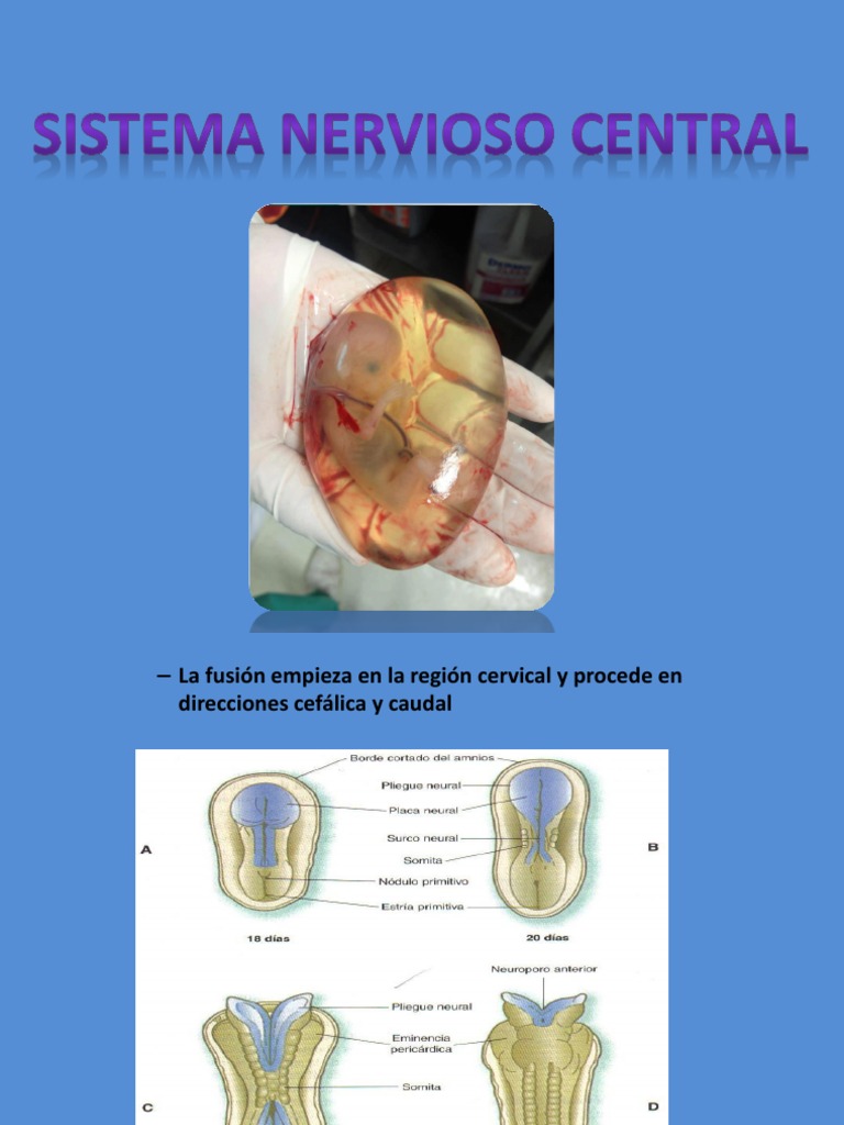 Diapositivas Embriologia | PDF | Cerebelo | Médula espinal