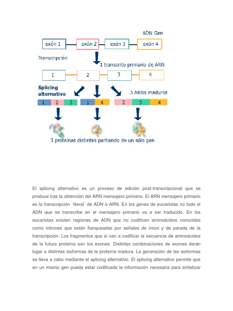 El splicing alternativo es un proceso de edición post | Splicing ...