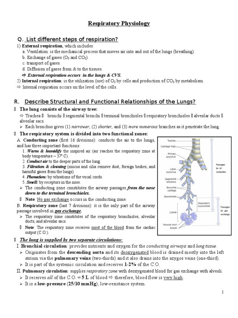 Respiratory Physiology | PDF | Hemoglobin | Respiratory System