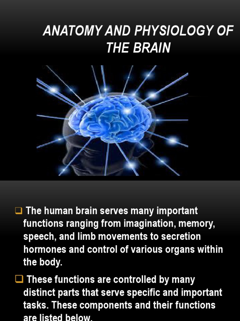 Anatomy and Physiology of The Brain | PDF | Cerebrum | Brainstem