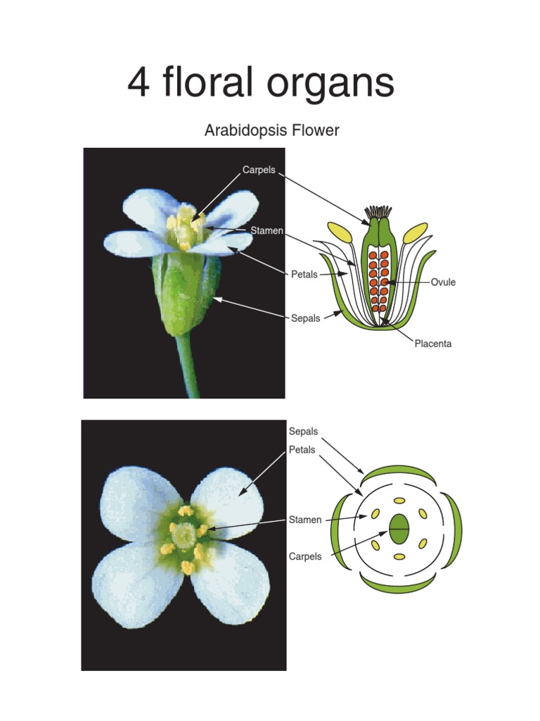 ABC Model of Flower Development | PDF | Reproduction | Developmental ...