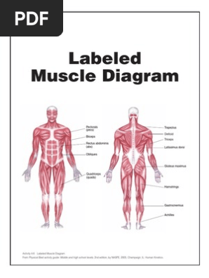 Skeletal Muscle Labeled Diagram
