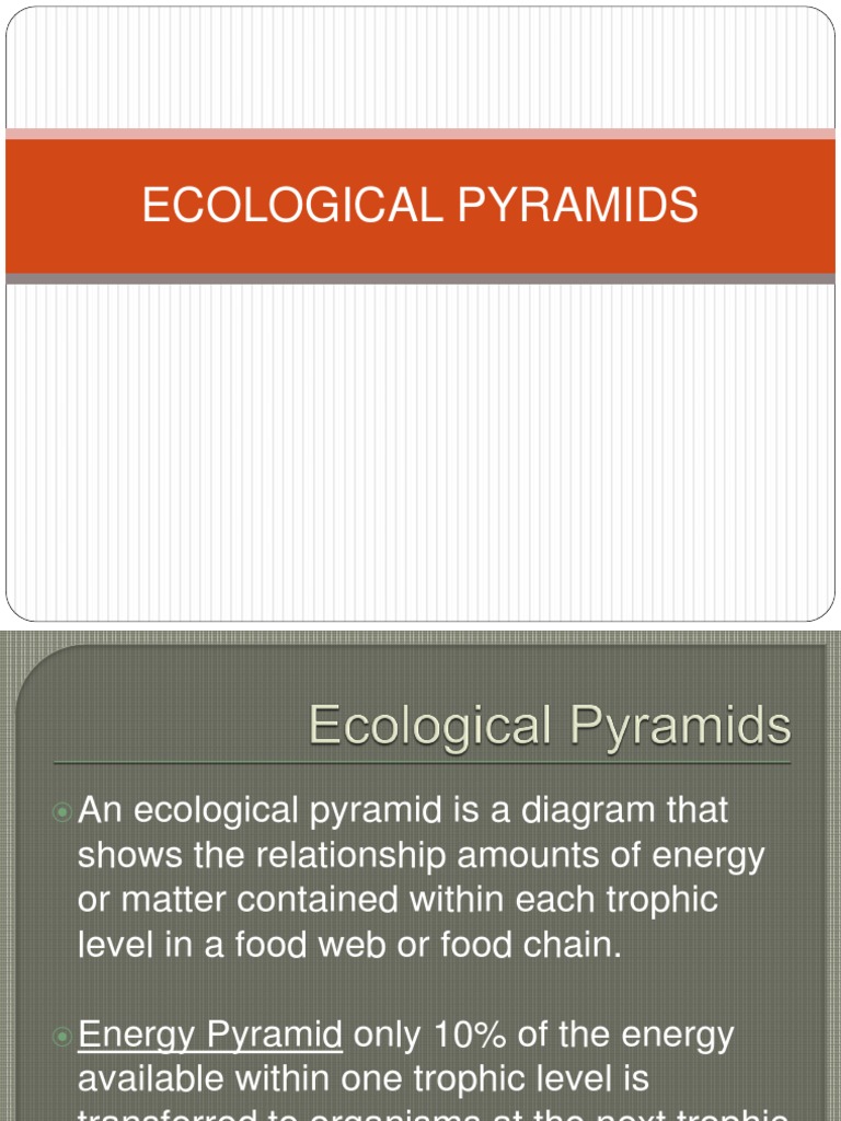 Ecological Pyramids | PDF | Food Web | Ecosystem
