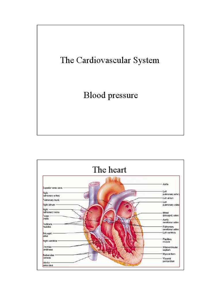 Blood Pressure | PDF | Heart | Blood Pressure
