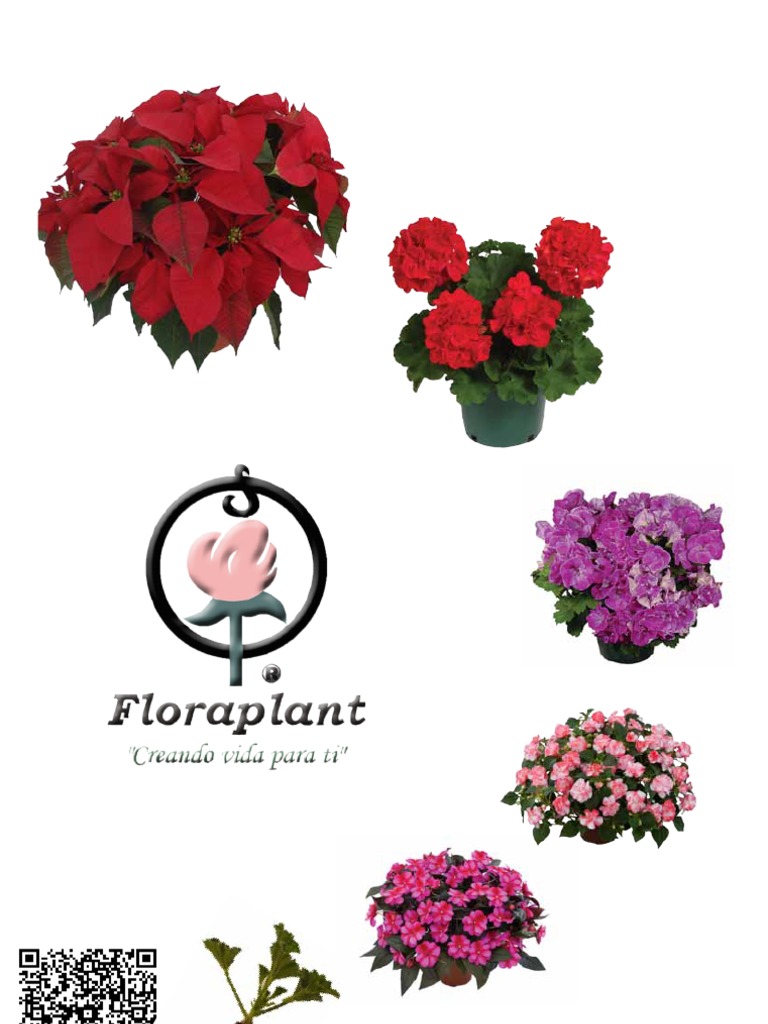 Catálogo de Productos Floraplant 2012-2013 | PDF | Competitividad ...