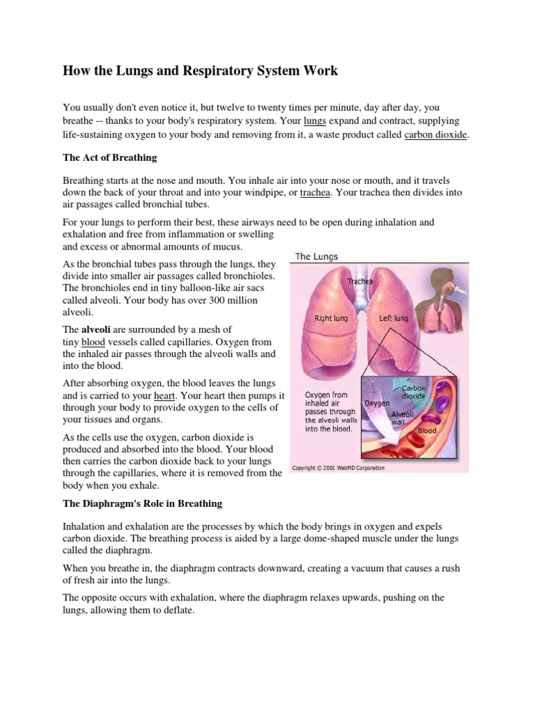 Understanding the Respiratory System | PDF | Lung | Respiratory System