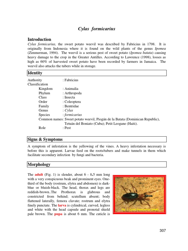 Cylas Formicarius | Biological Pest Control | Potato
