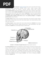 Anatomi Rangka Aksial Dan Apendikular | PDF