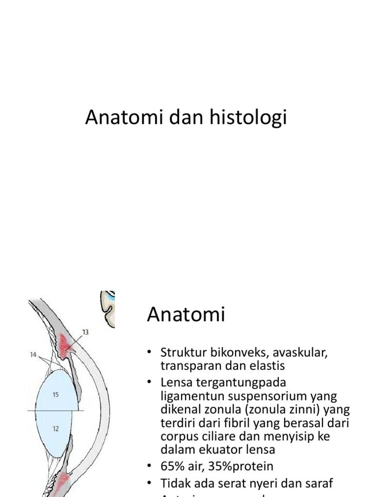 Anatomi Dan Histologi Lensa | PDF