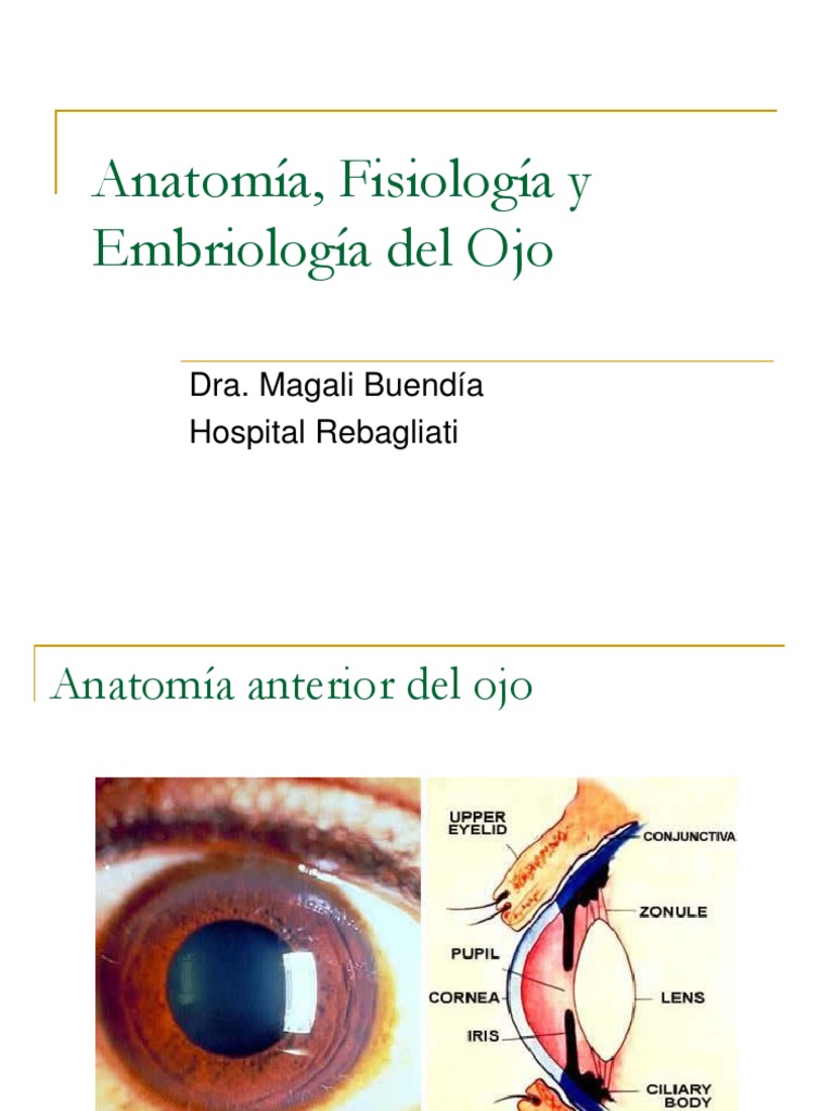 Embriología y Anatomía del Ojo | PDF | Percepción visual | Ojo humano