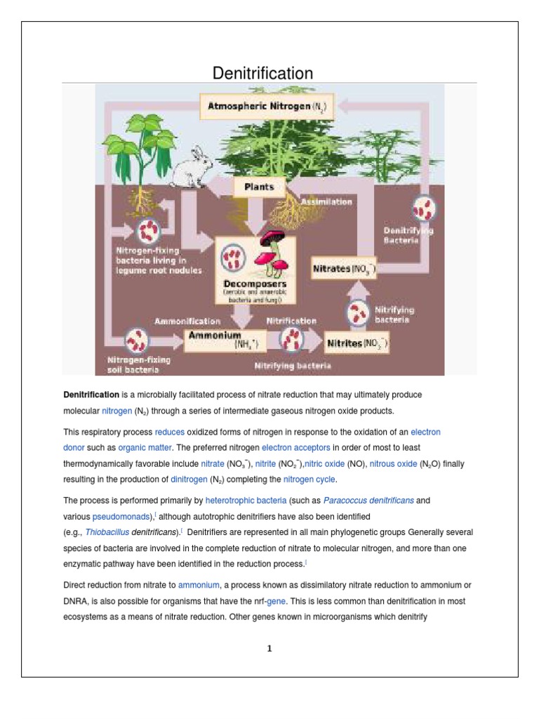 Denitrification | Chemical Elements | Chemistry